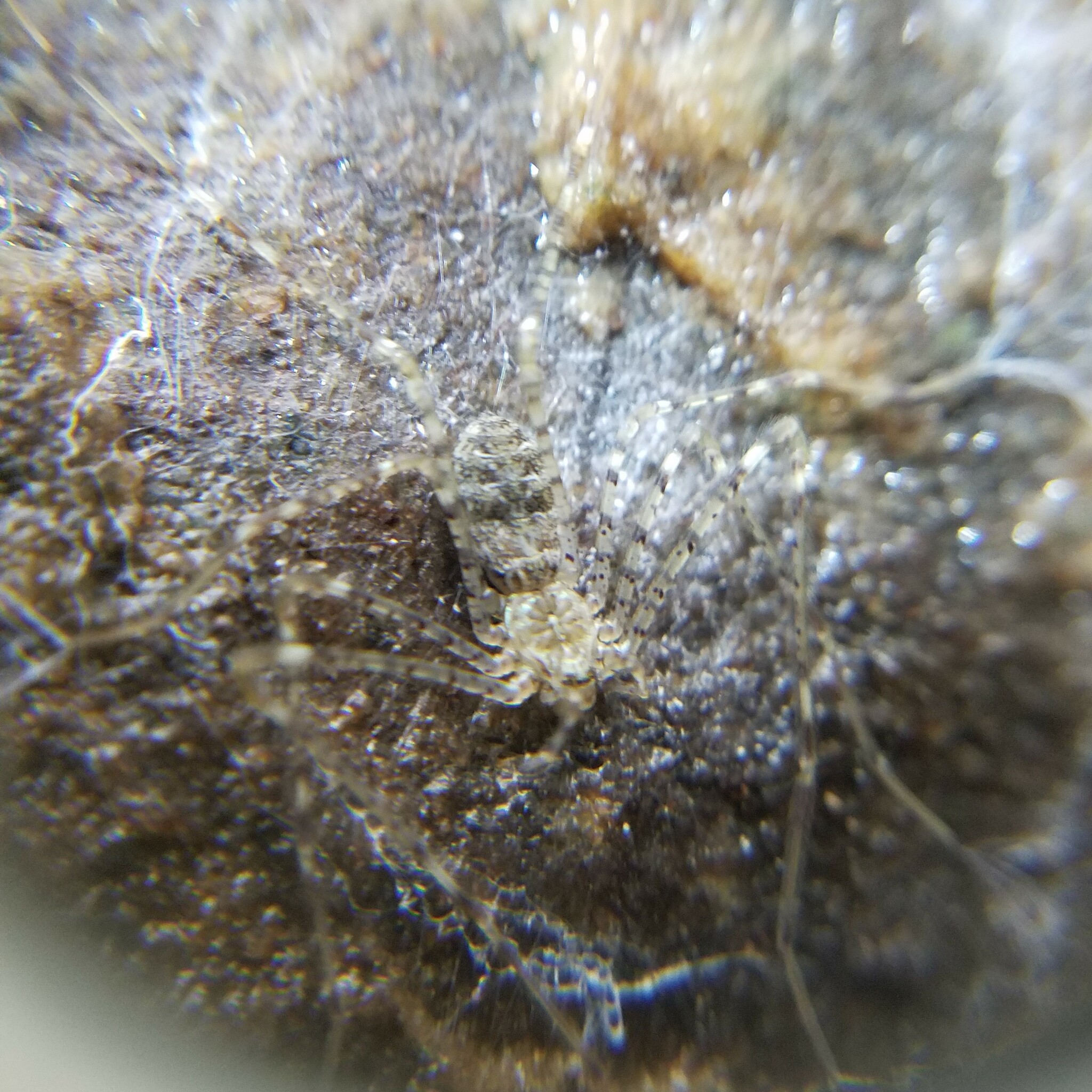 Hypochilidae