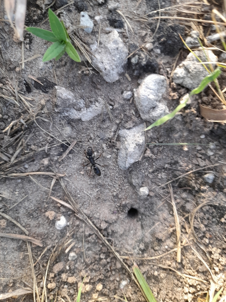 African stink ant from Katima Mulilo, Namibia on February 22, 2023 at ...
