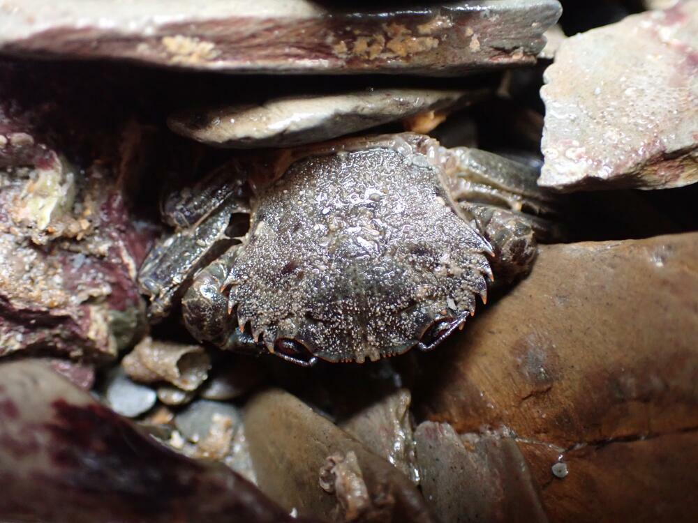 Necora puber (Linnaeus, 1767)