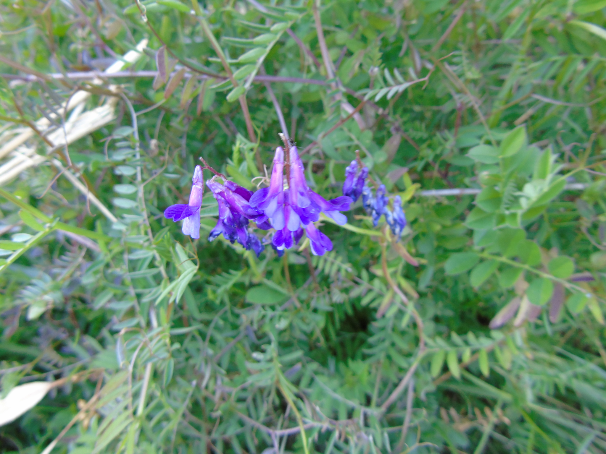 Vicia villosa Roth