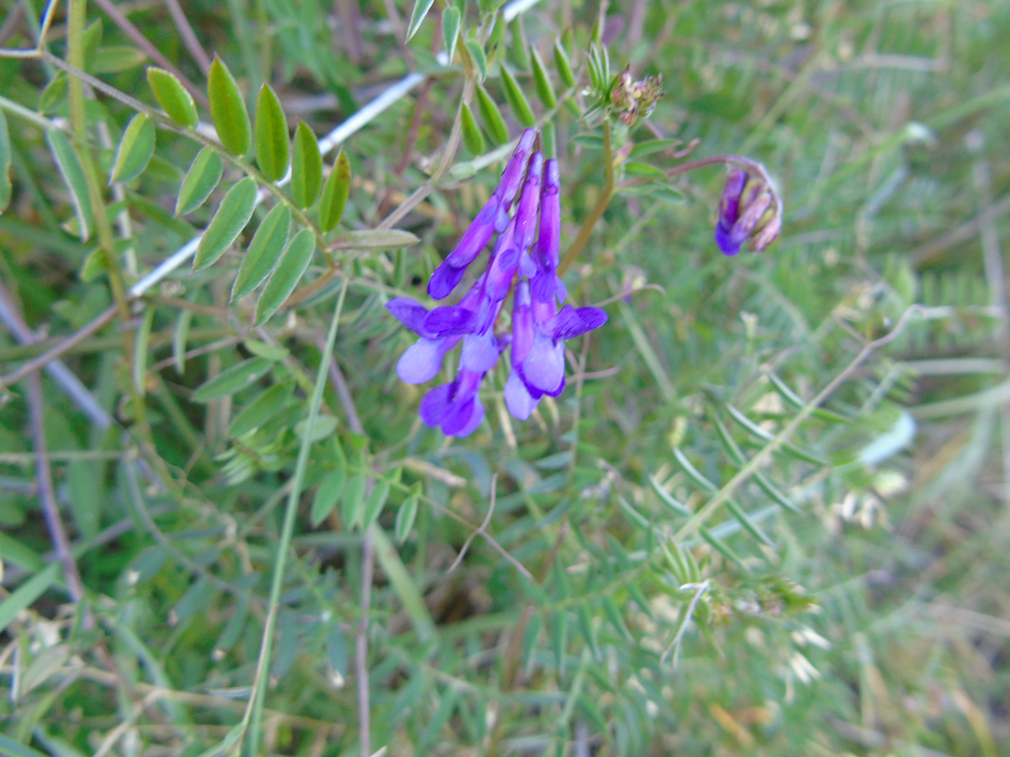 Vicia villosa Roth