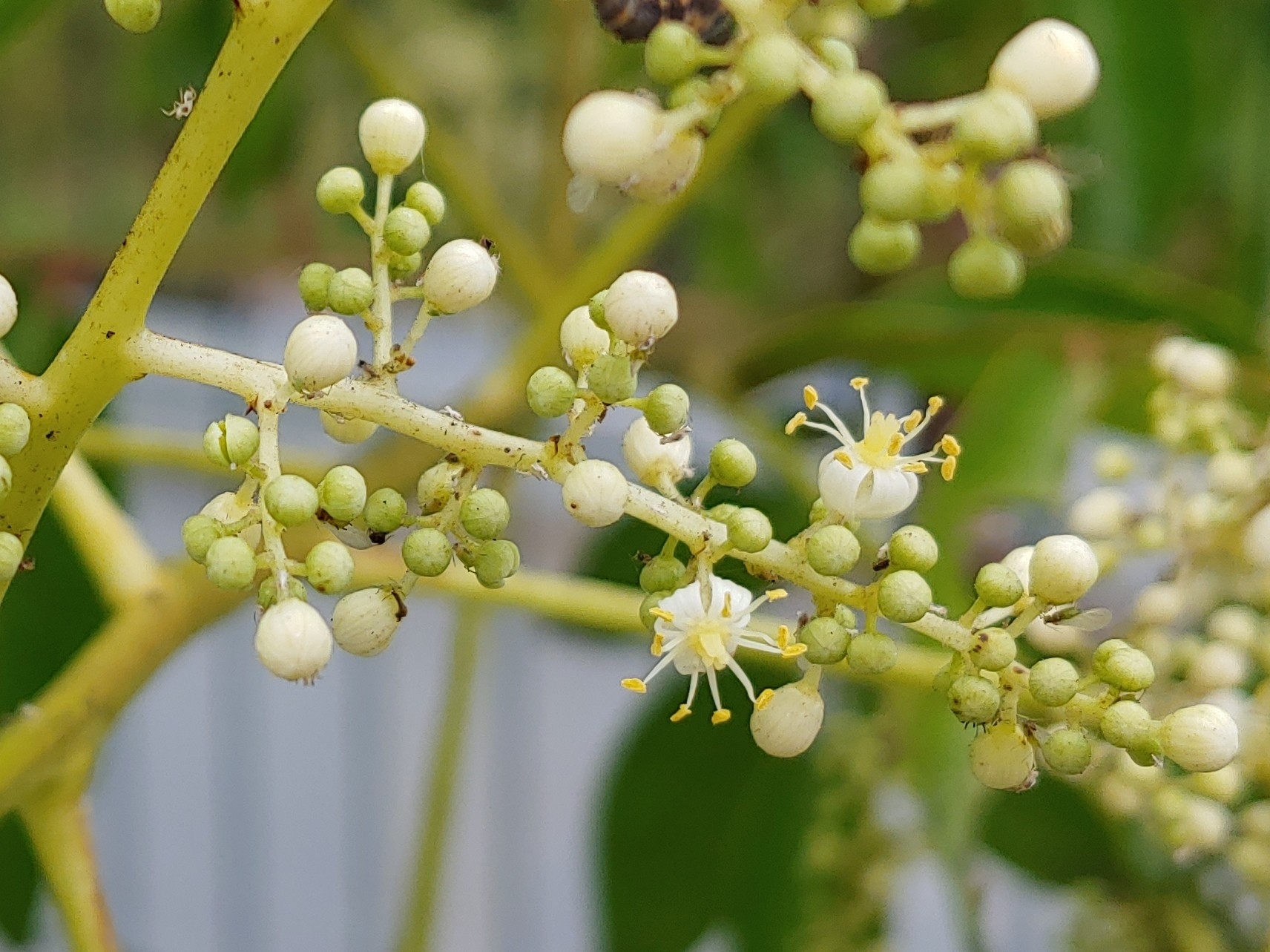 Spondias mombin Jacq.