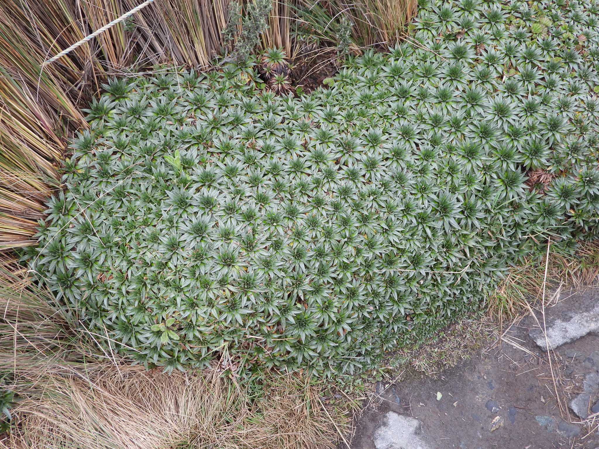 Plantago rigida Kunth
