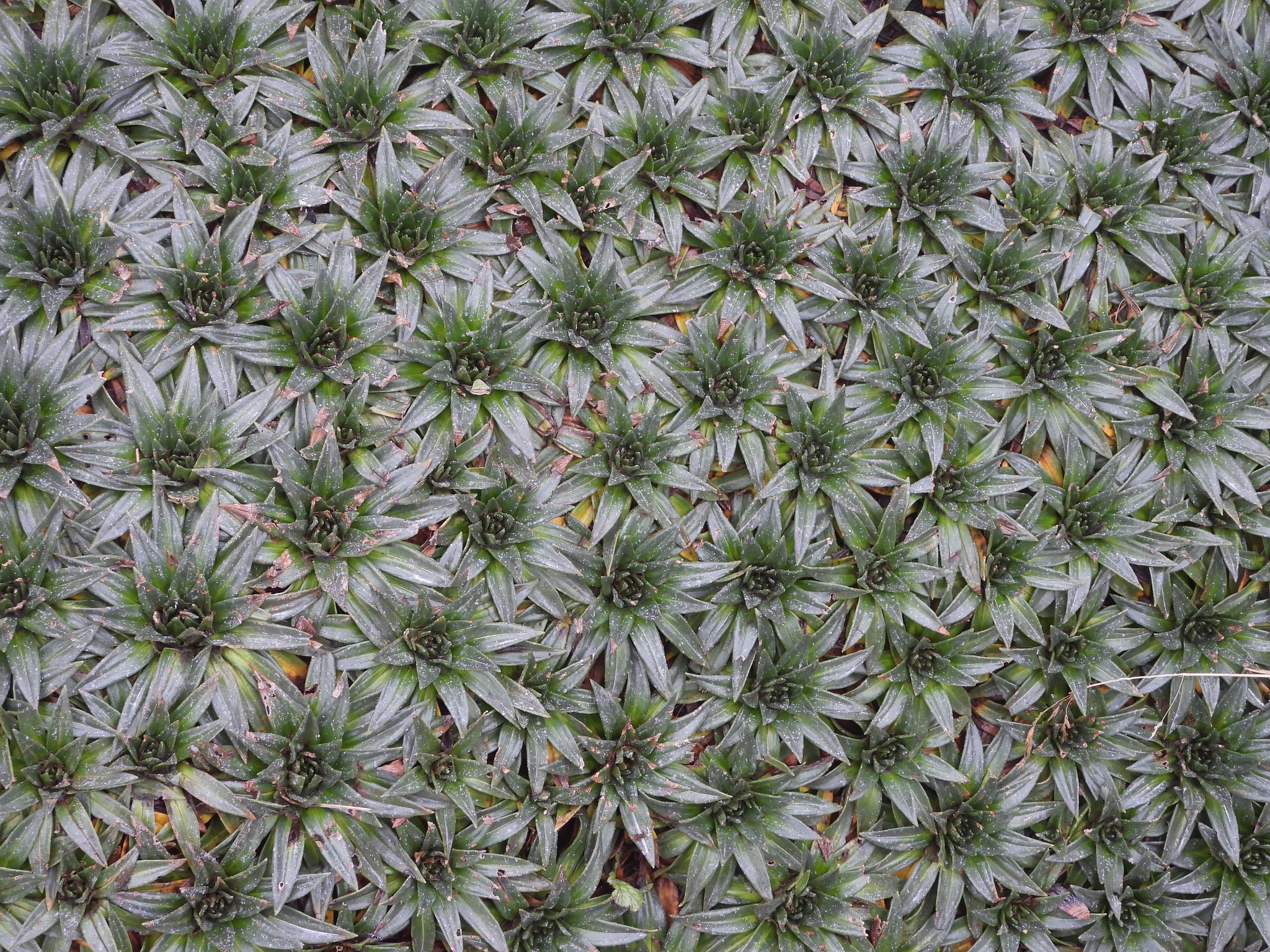 Plantago rigida Kunth