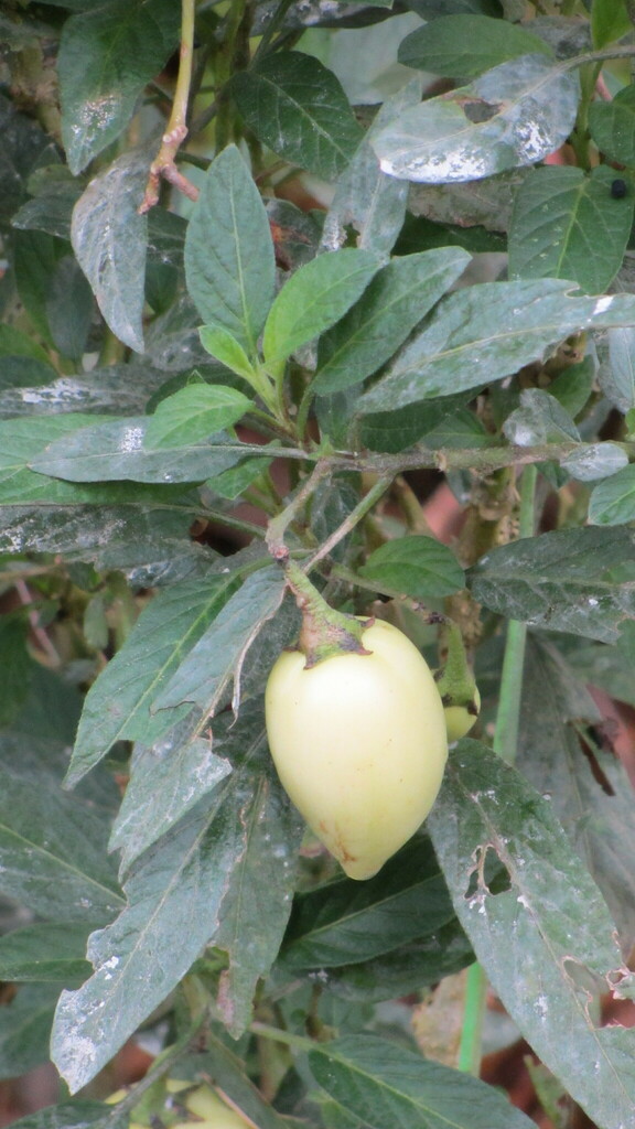 pepino from Brinchang, 39000 Brinchang, Pahang, 馬來西亞 on February 3 ...