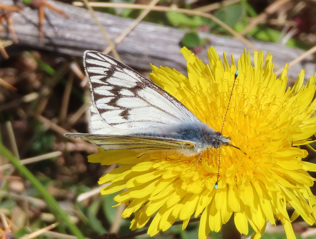 Tatochila theodice from El Chaltén, Santa Cruz Province, Argentina on ...