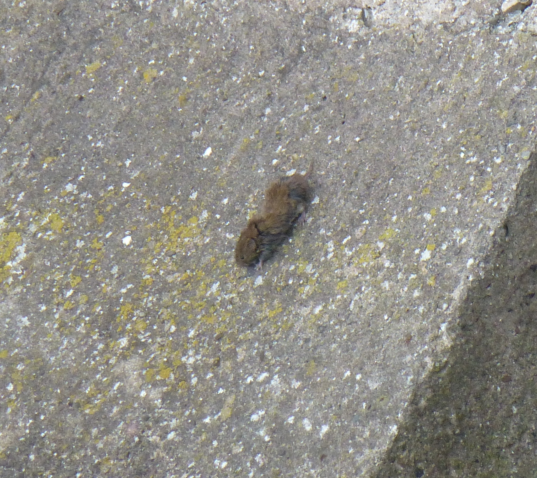 Microtus agrestis (Linnaeus, 1761)