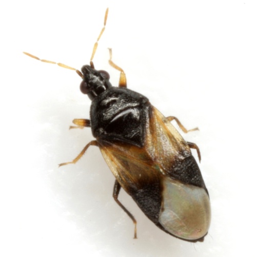 insidious flower bug (Alviso bioblitz guide) · iNaturalist