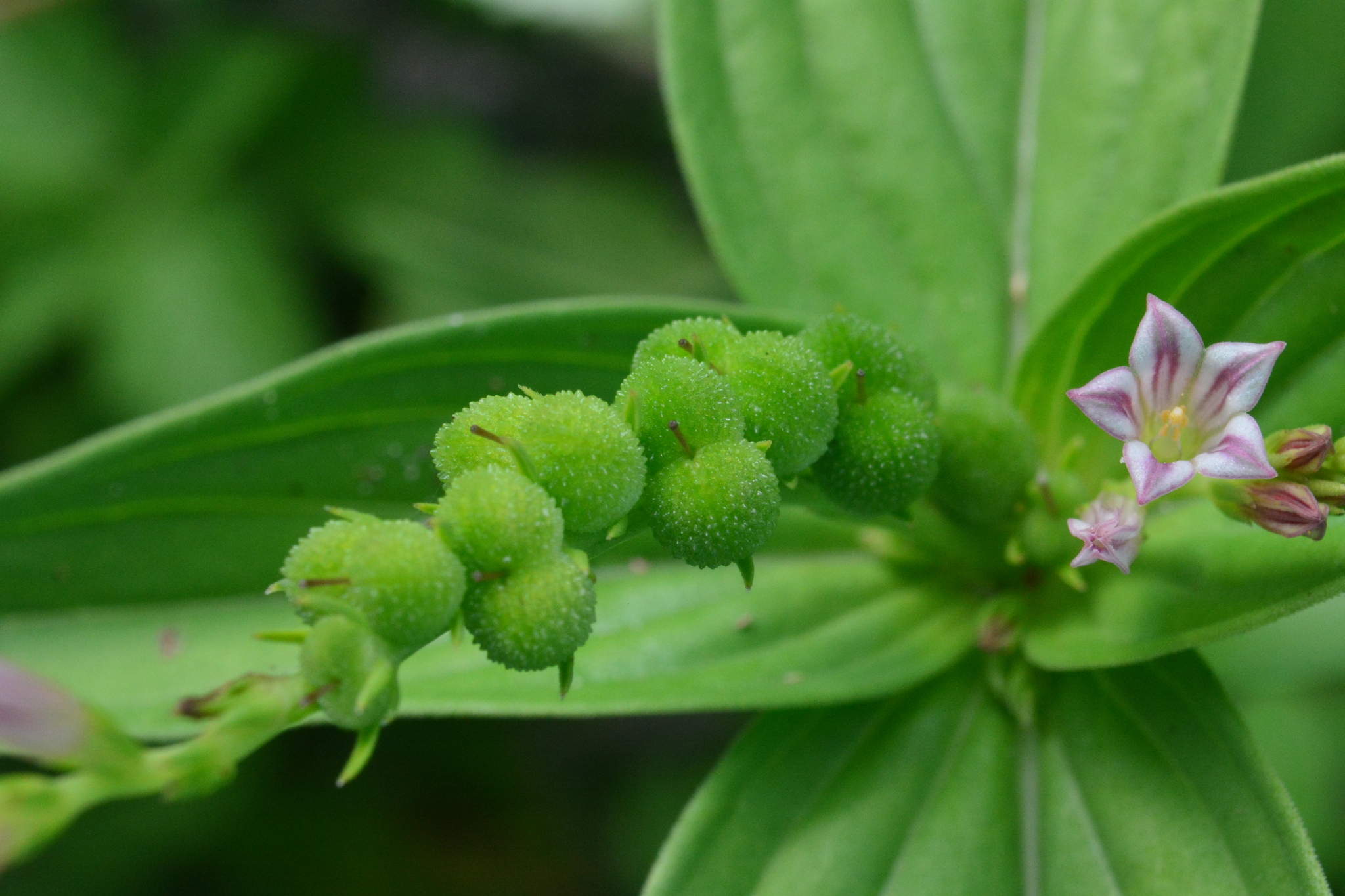 Spigelia anthelmia L.
