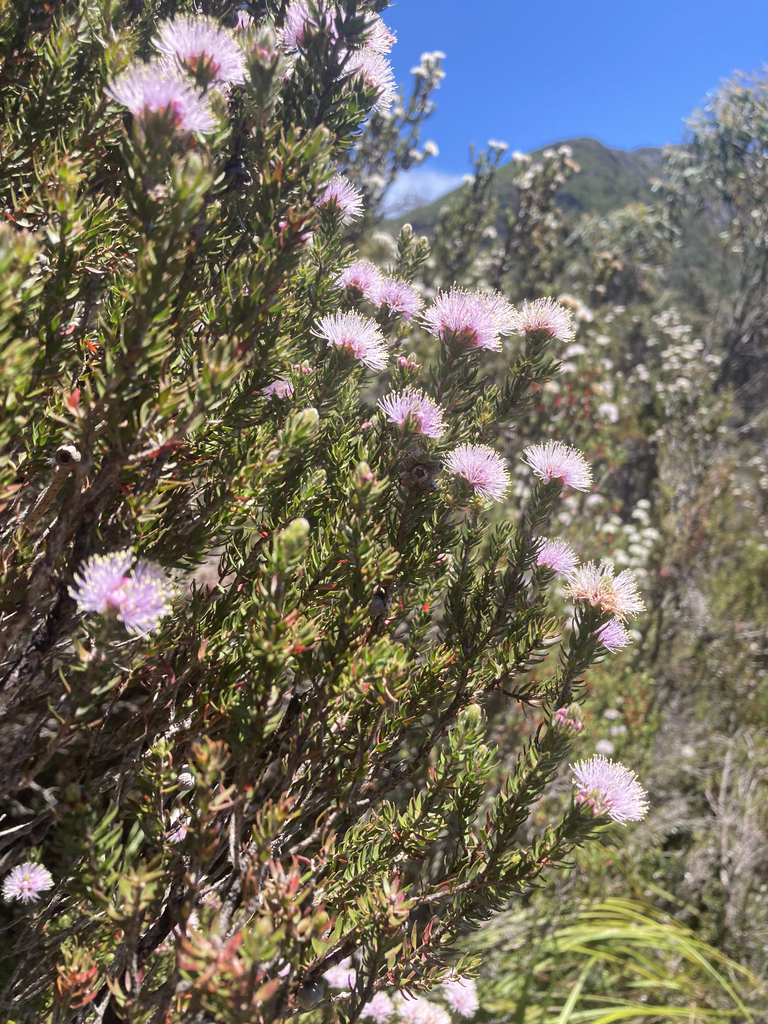 swamp honey-myrtle from Cradle Mountain-Lake St Clair, Meander Valley ...