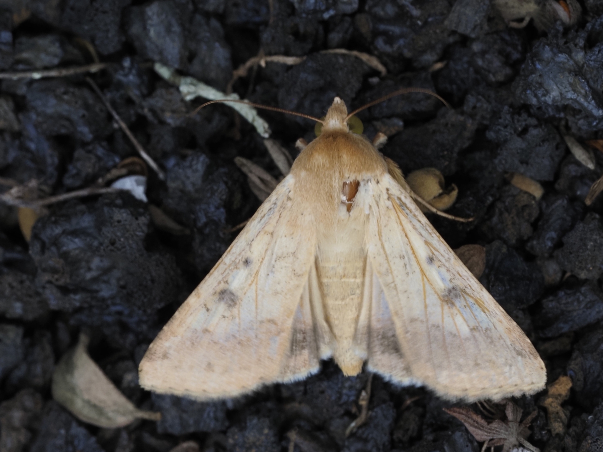 Helicoverpa armigera (Hübner, 1808)