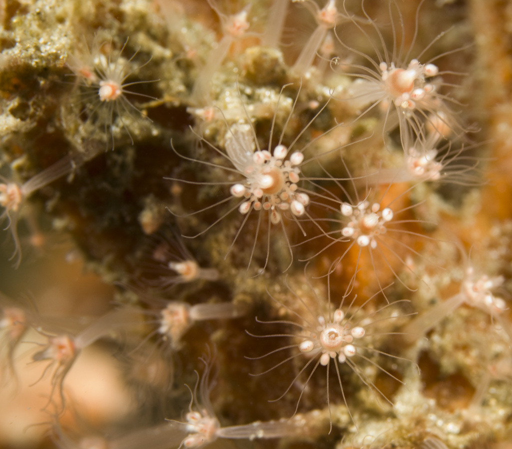 tubular sponge hydroid from Riviera Beach, FL, USA on August 24, 2013 ...