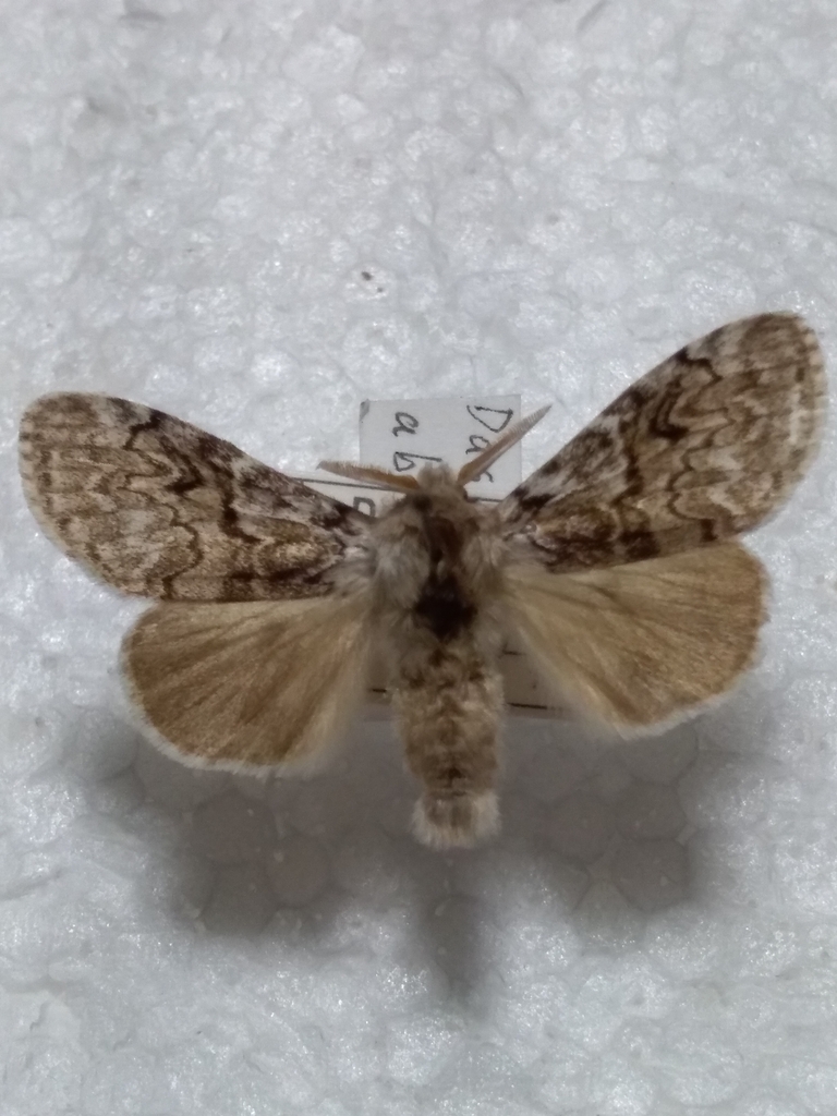 Calliteara abietis from Schwandorf on June 28, 1988 by heminna ...