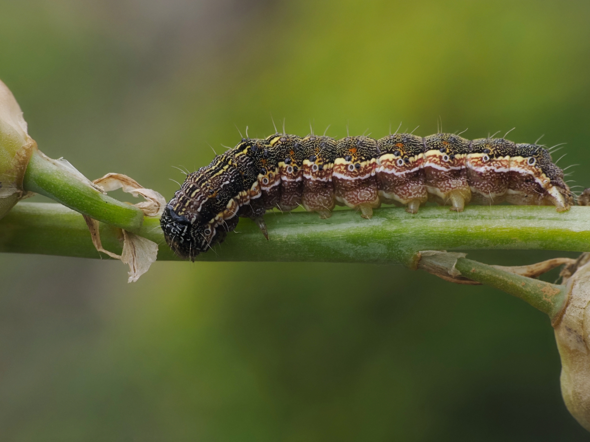 Helicoverpa armigera (Hübner, 1808)