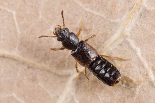 Bledius gallicus · NaturaLista Colombia