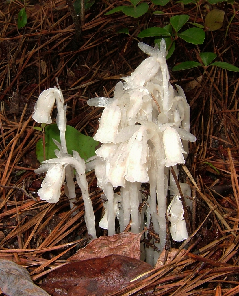 Ghost Pipe from Woodland, NJ, USA on August 15, 2004 at 01:03 PM by ...