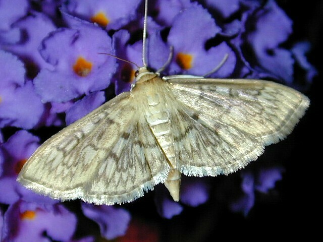 Bold-feathered Grass Moth from Bedford Audubon Society, Katonah, NY ...