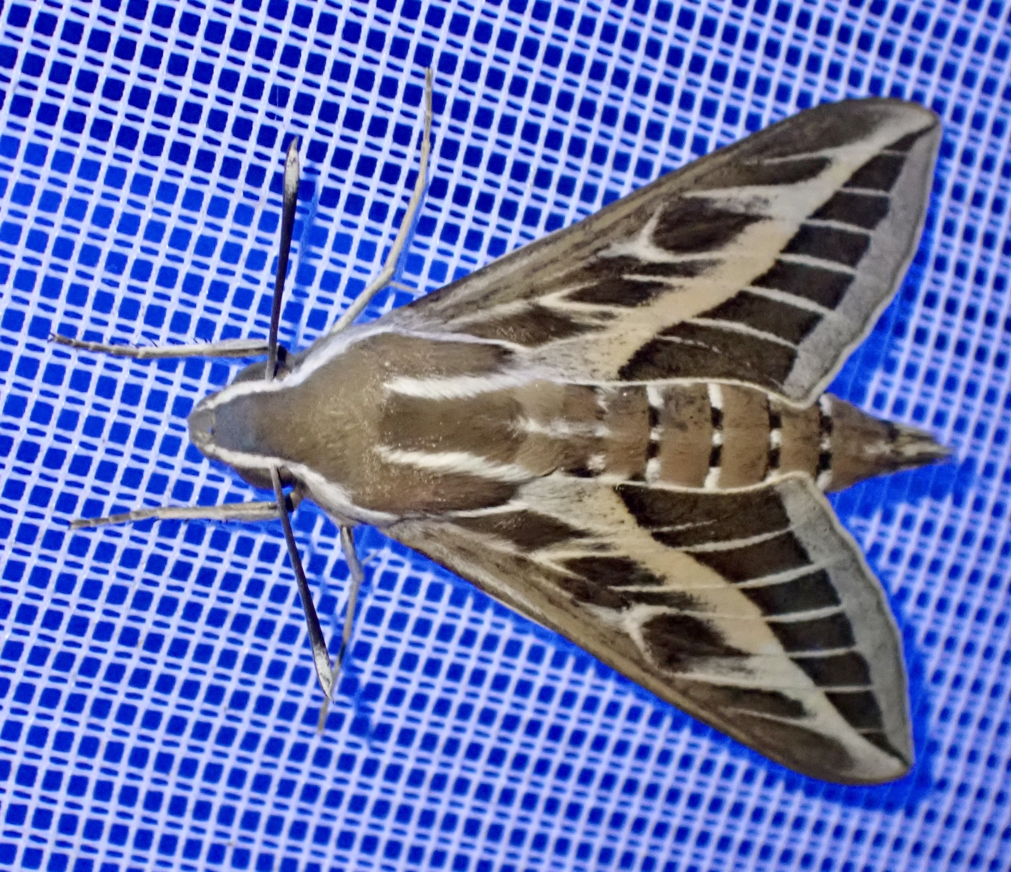 Hyles livornica Esper, 1780