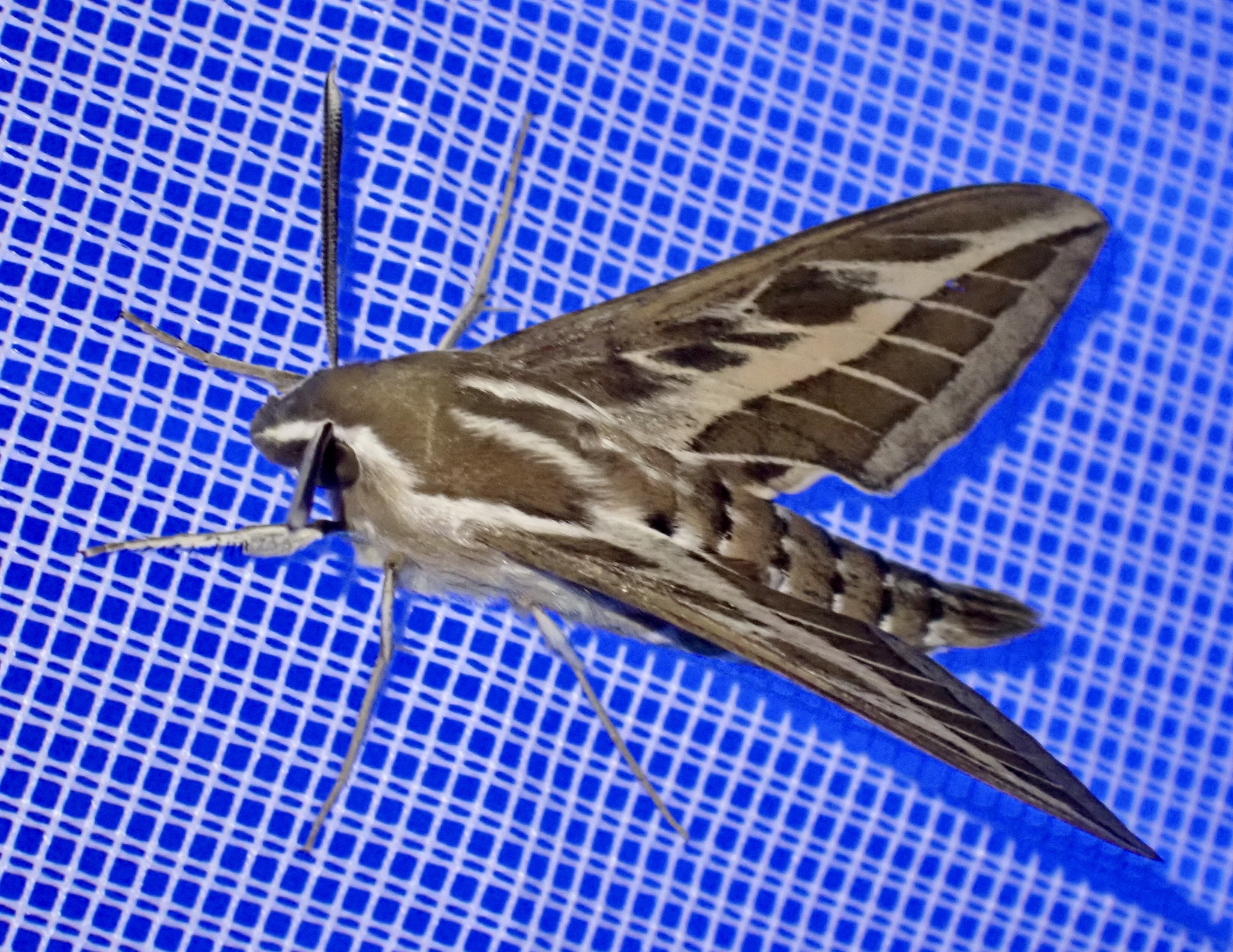 Hyles livornica Esper, 1780