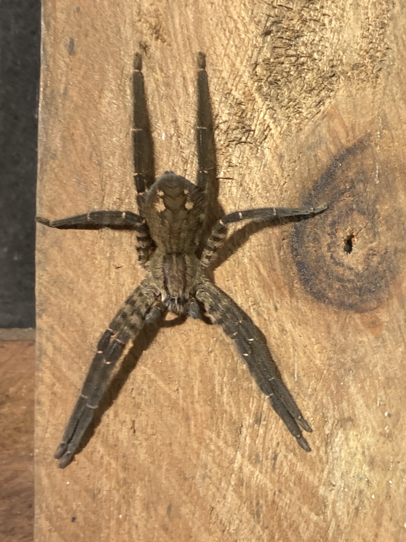 Trechaleidae