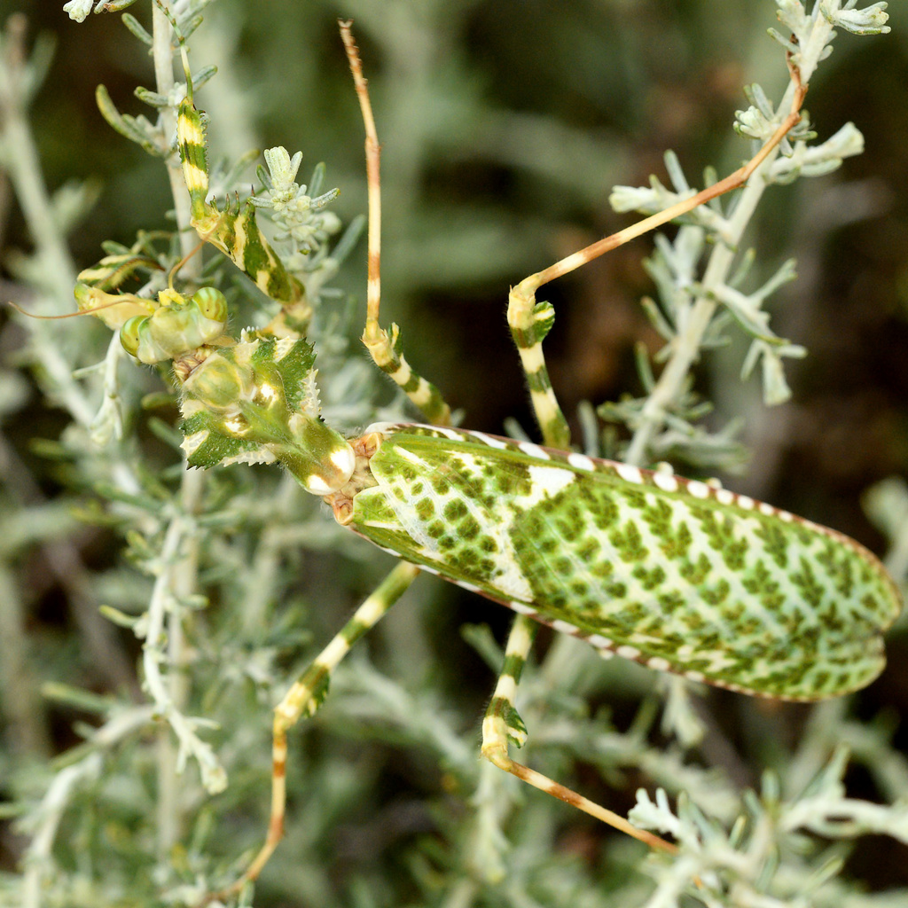 Thistle Mantis from Kondar, Tunisie on May 07, 2022 at 05:16 PM by ...
