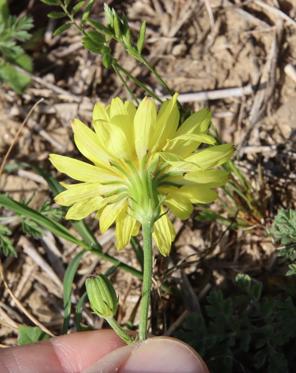 Pyrrhopappus pauciflorus (D.Don) DC.