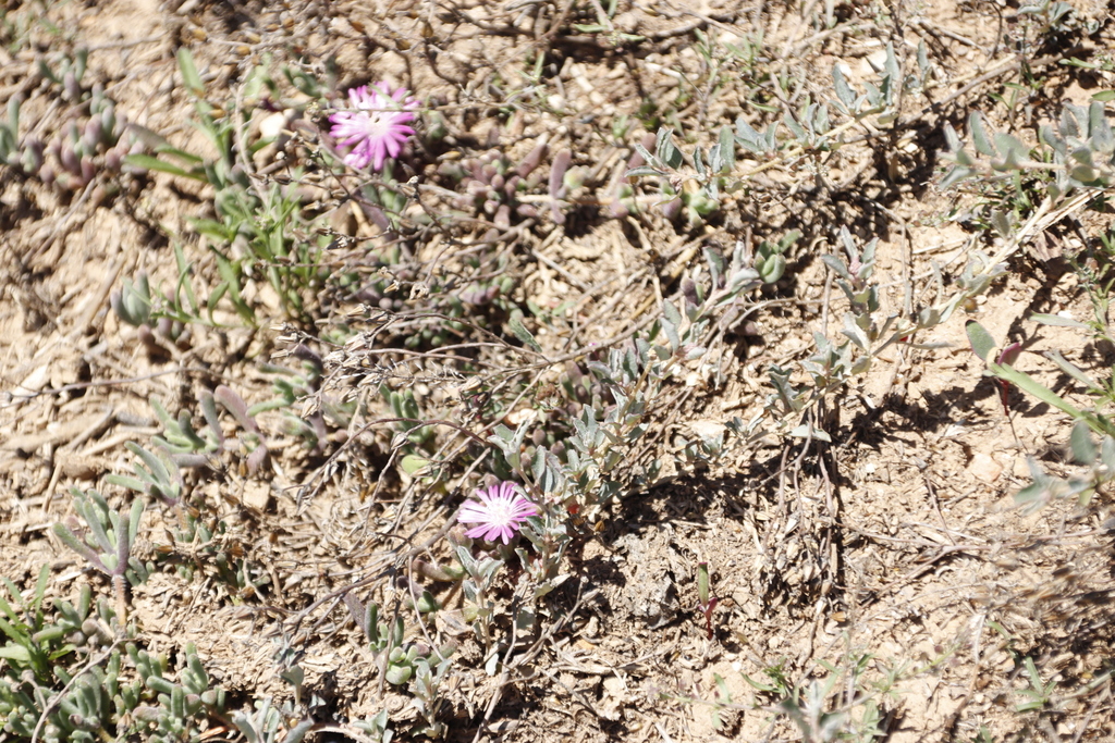 Mouse Dewfig from South ridge track, Hawequas Renosterveld Reserve ...
