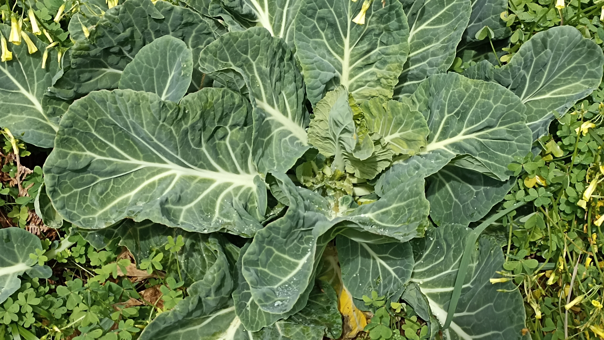 Brassica oleracea L.