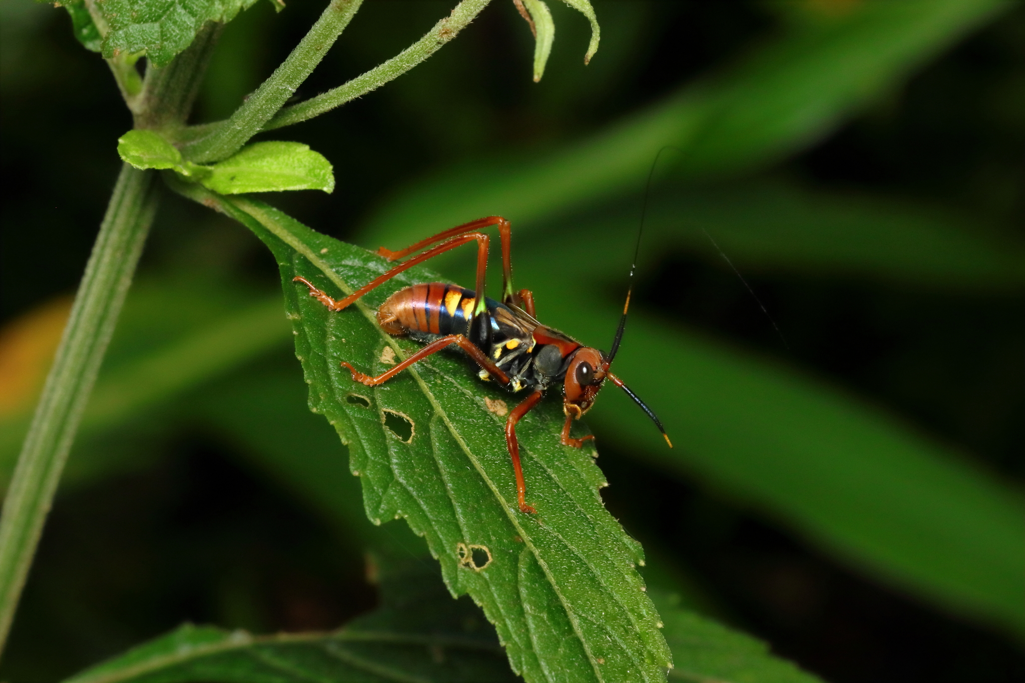 Scaphura nigra (Thunberg, 1824)