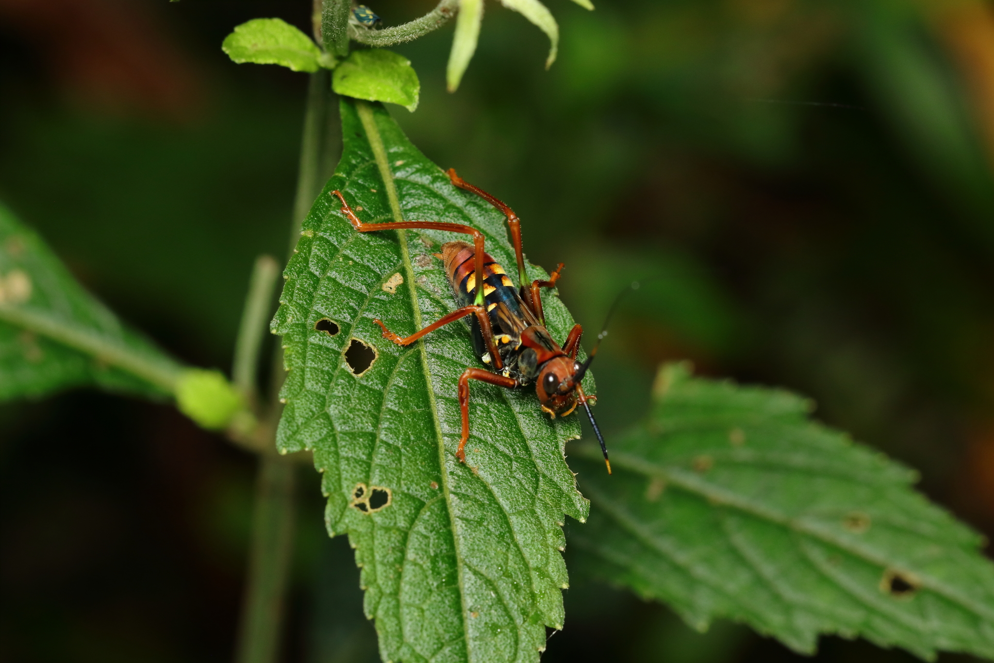 Scaphura nigra (Thunberg, 1824)