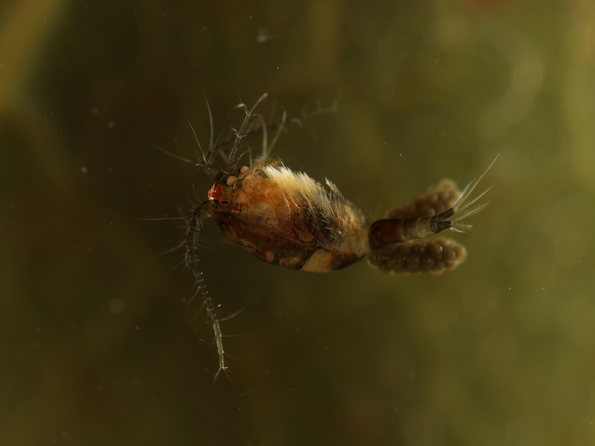 Macrocyclops Claus, 1893