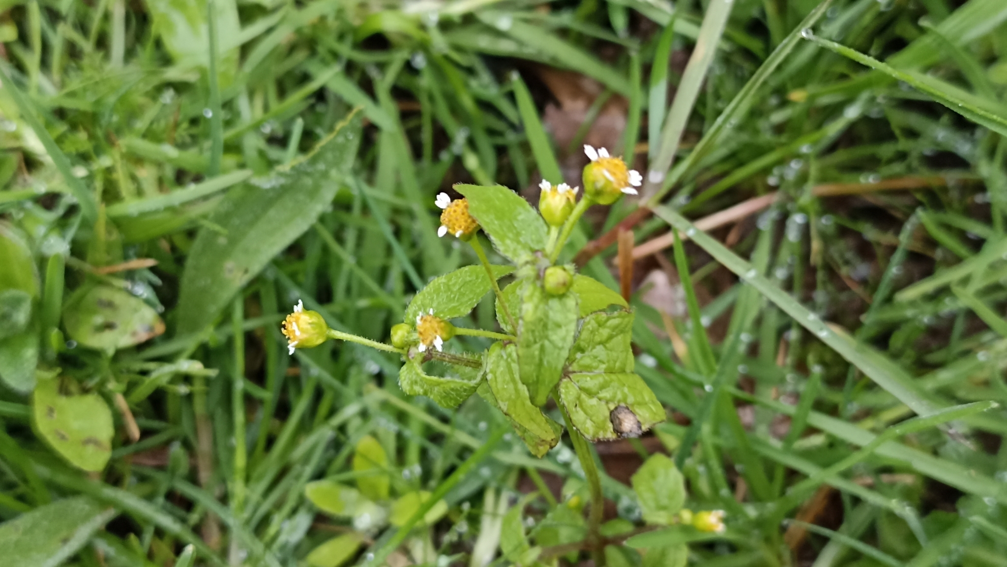 Galinsoga parviflora Cav.