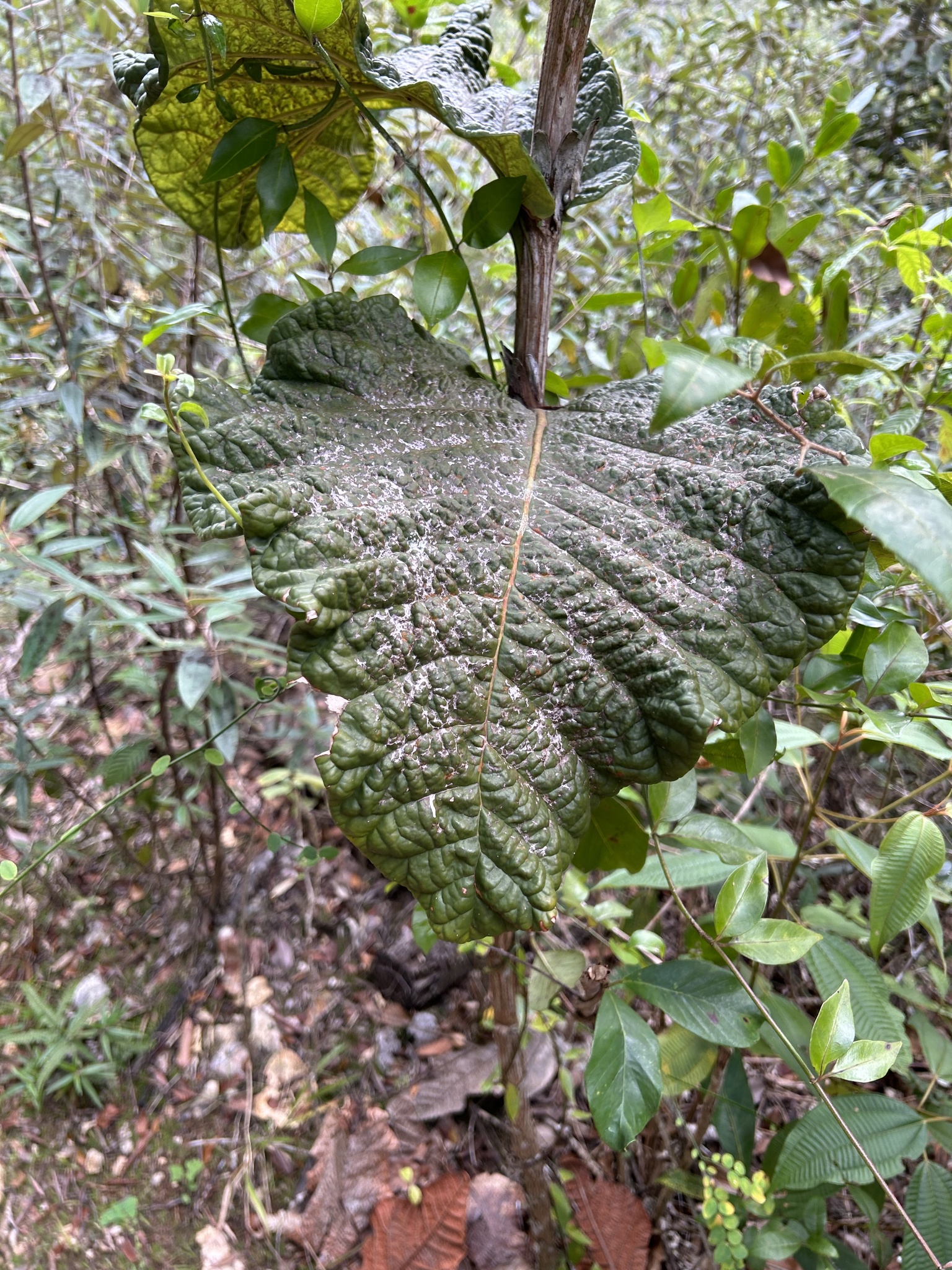 Coccoloba rugosa Desf.