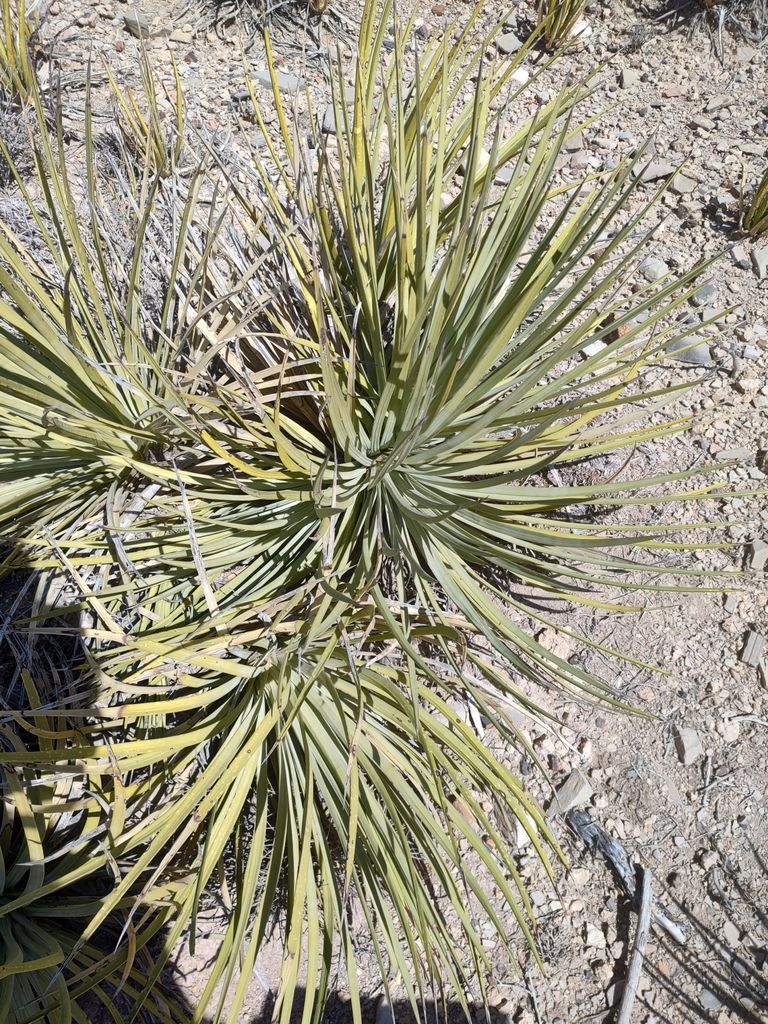 Agave striata from 98261 Zac., México on February 22, 2023 at 12:20 PM ...