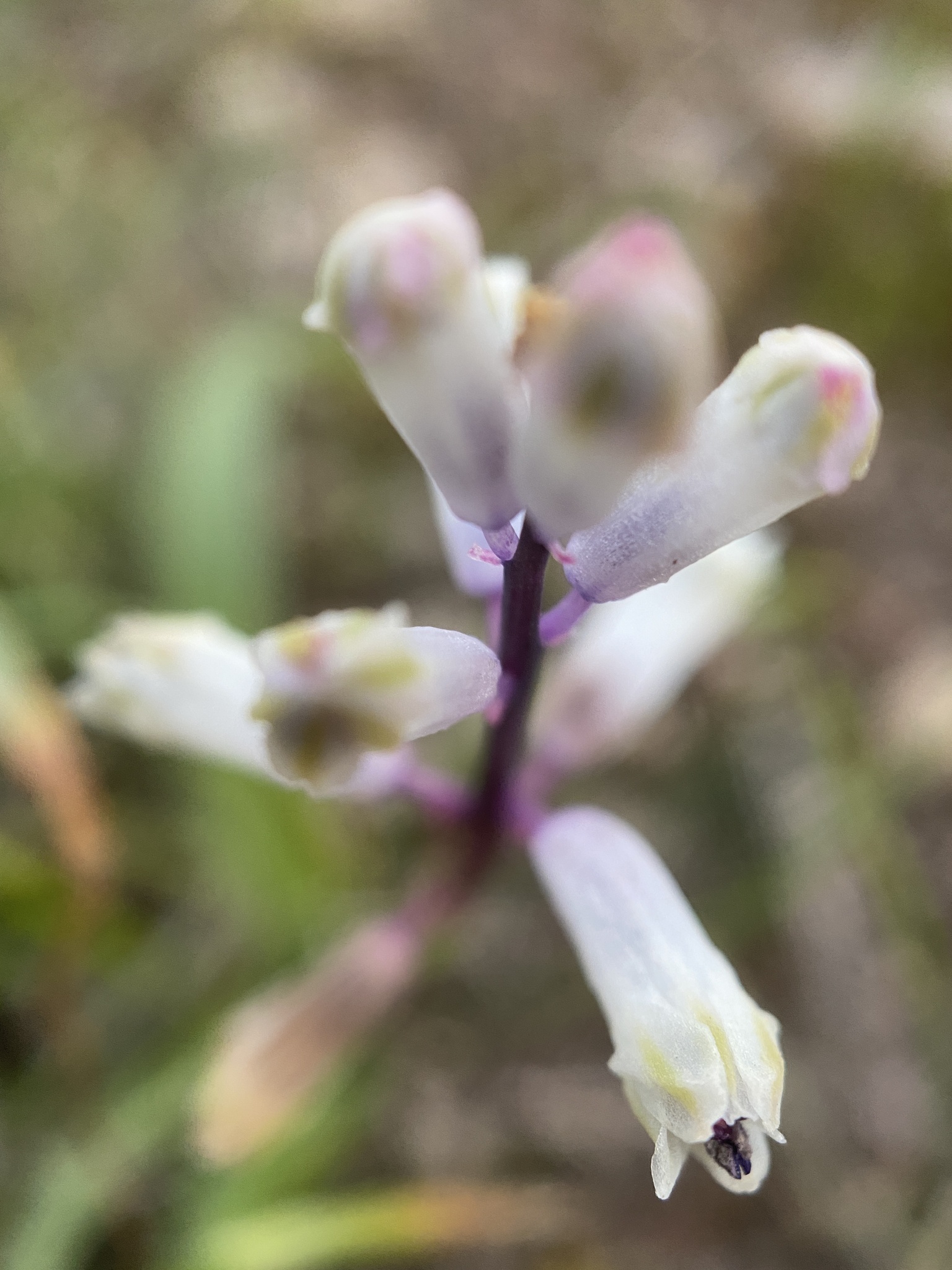 Bellevalia flexuosa Boiss.