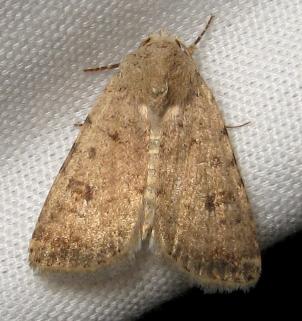 Sand Quaker Moth (Insects of Kern County) · iNaturalist