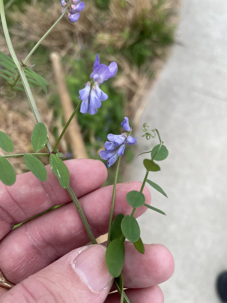 slender vetch from Memorial Park Conservancy, Houston, TX, US on ...