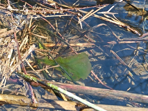 Tetraspora gelatinosa · iNaturalist Mexico