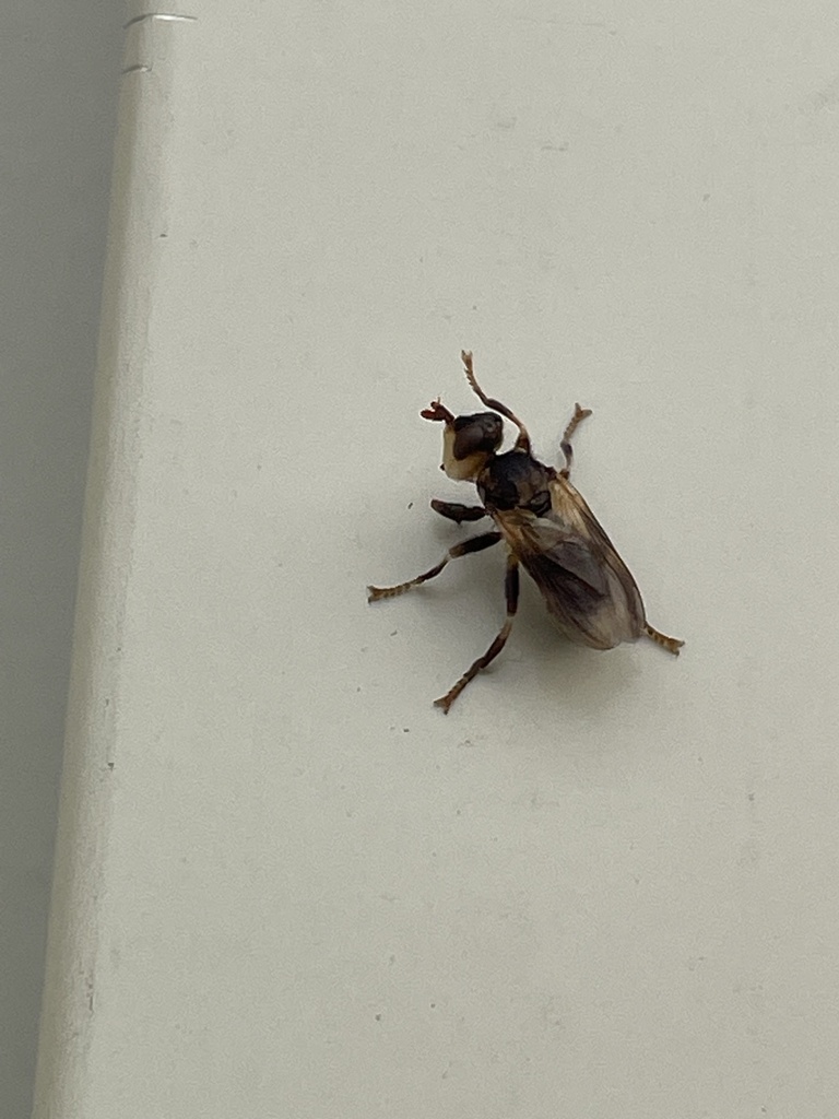 Myopa from Pintail Ln, Natchez, MS, US on February 22, 2023 at 03:09 PM ...