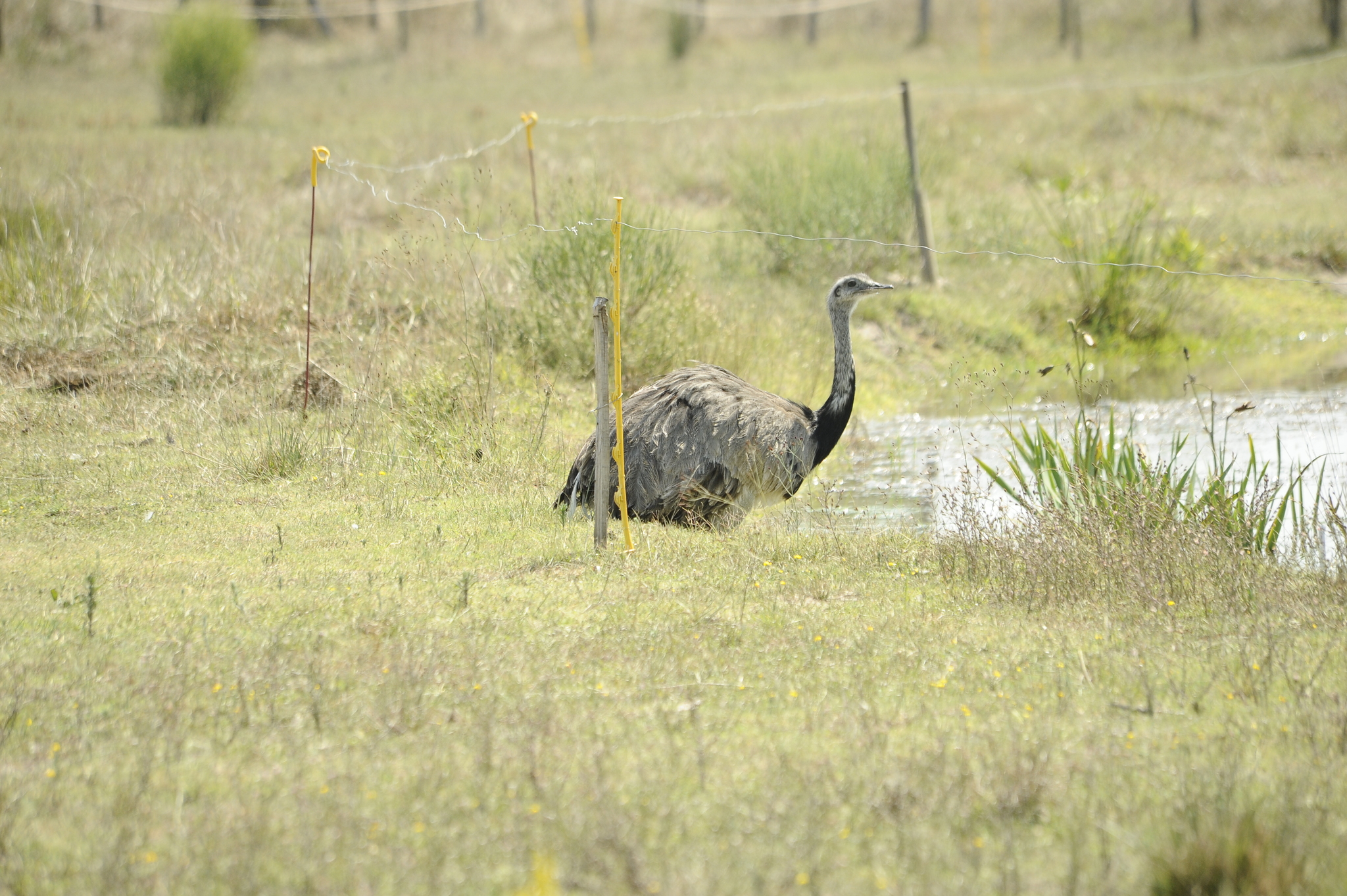 Rhea americana (Linnaeus, 1758)