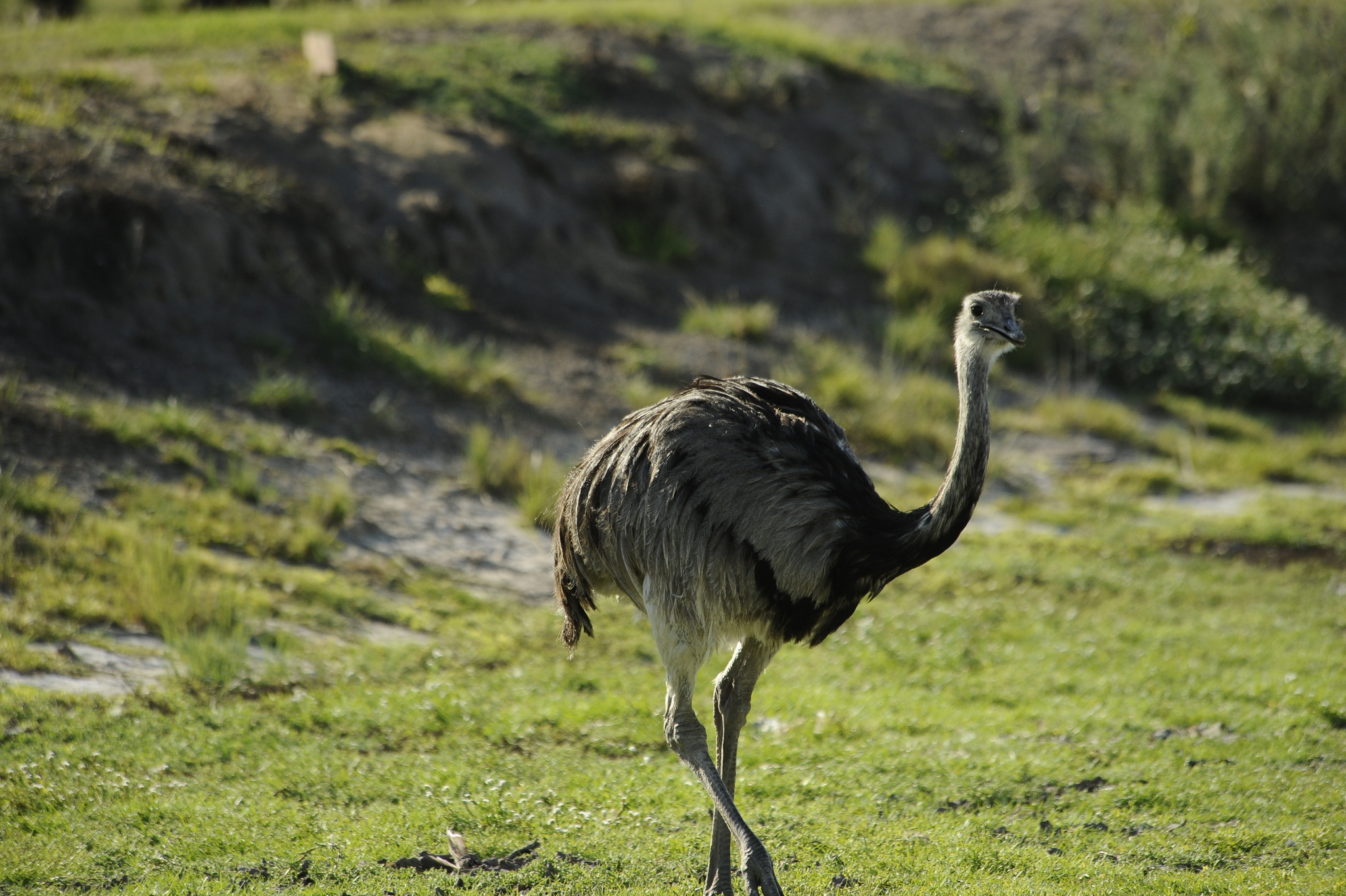 Rhea americana (Linnaeus, 1758)