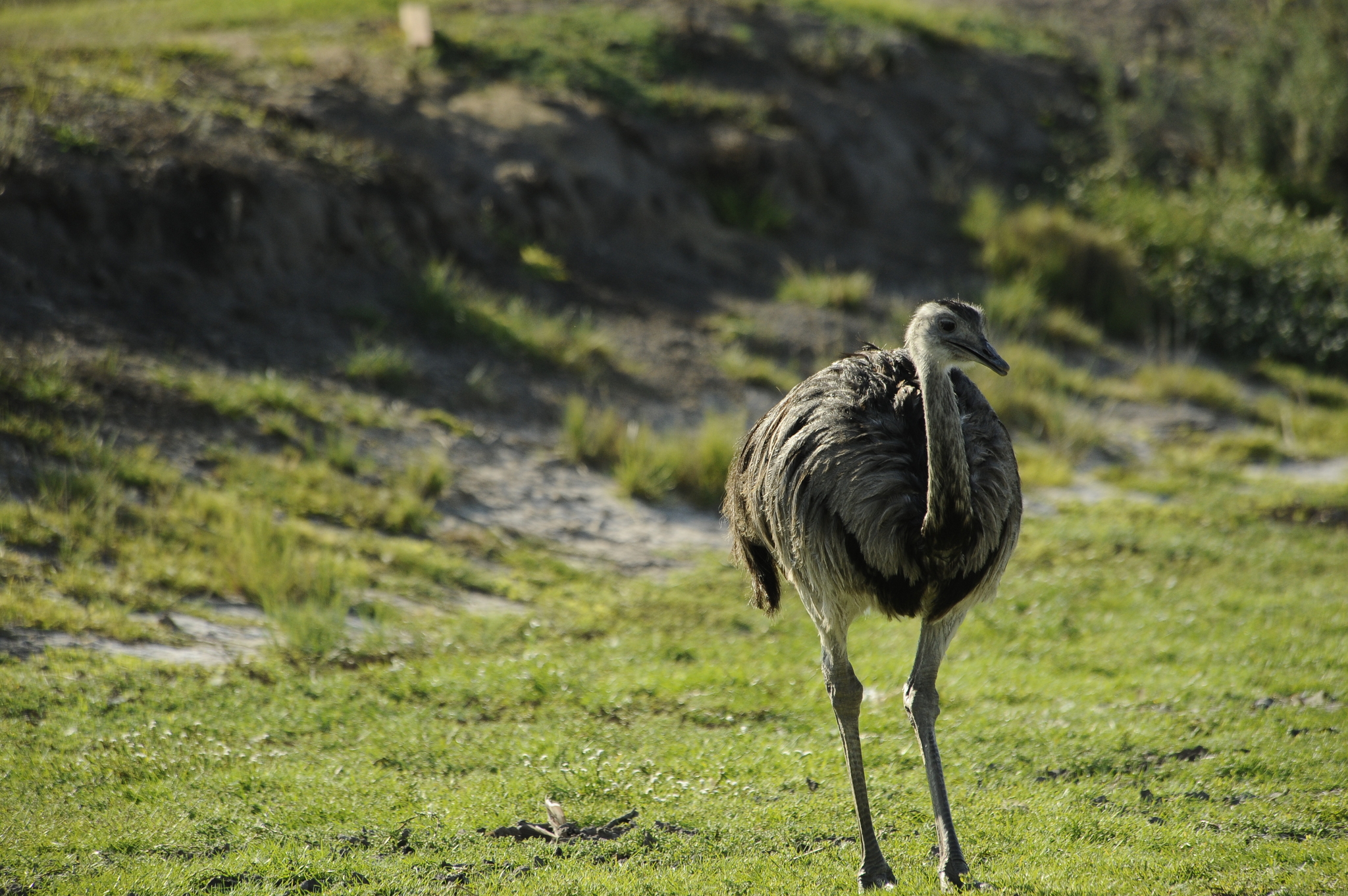 Rhea americana (Linnaeus, 1758)
