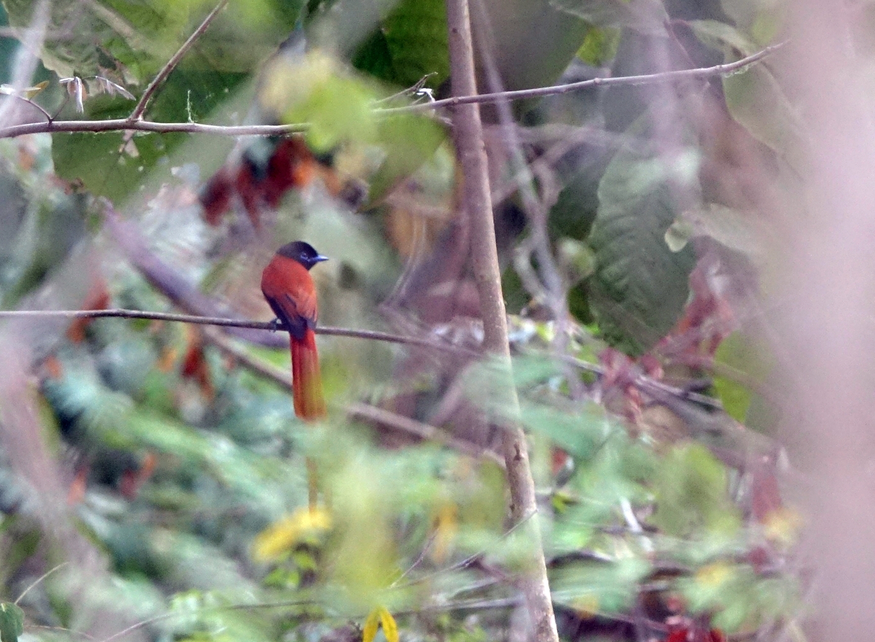 Terpsiphone rufiventer (Swainson, 1837)