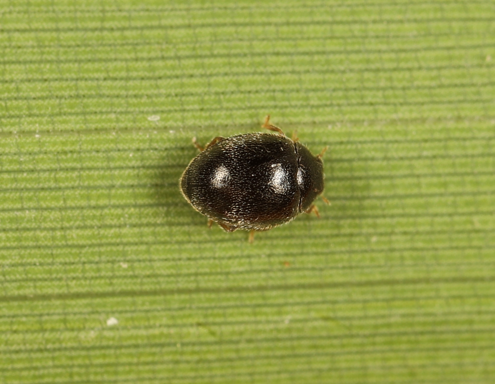 Stethorus pusillus (Herbst, 1797)