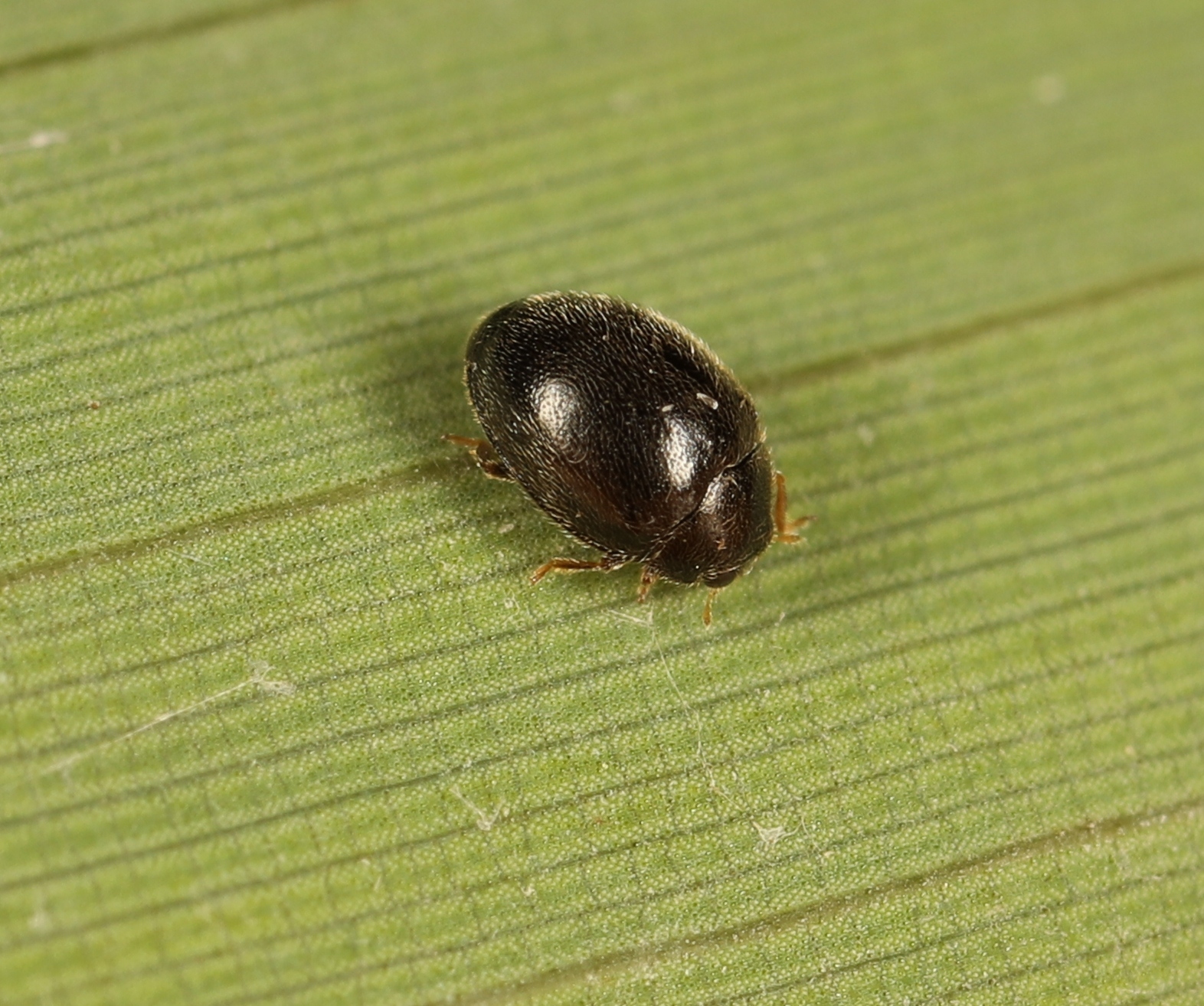 Stethorus pusillus (Herbst, 1797)