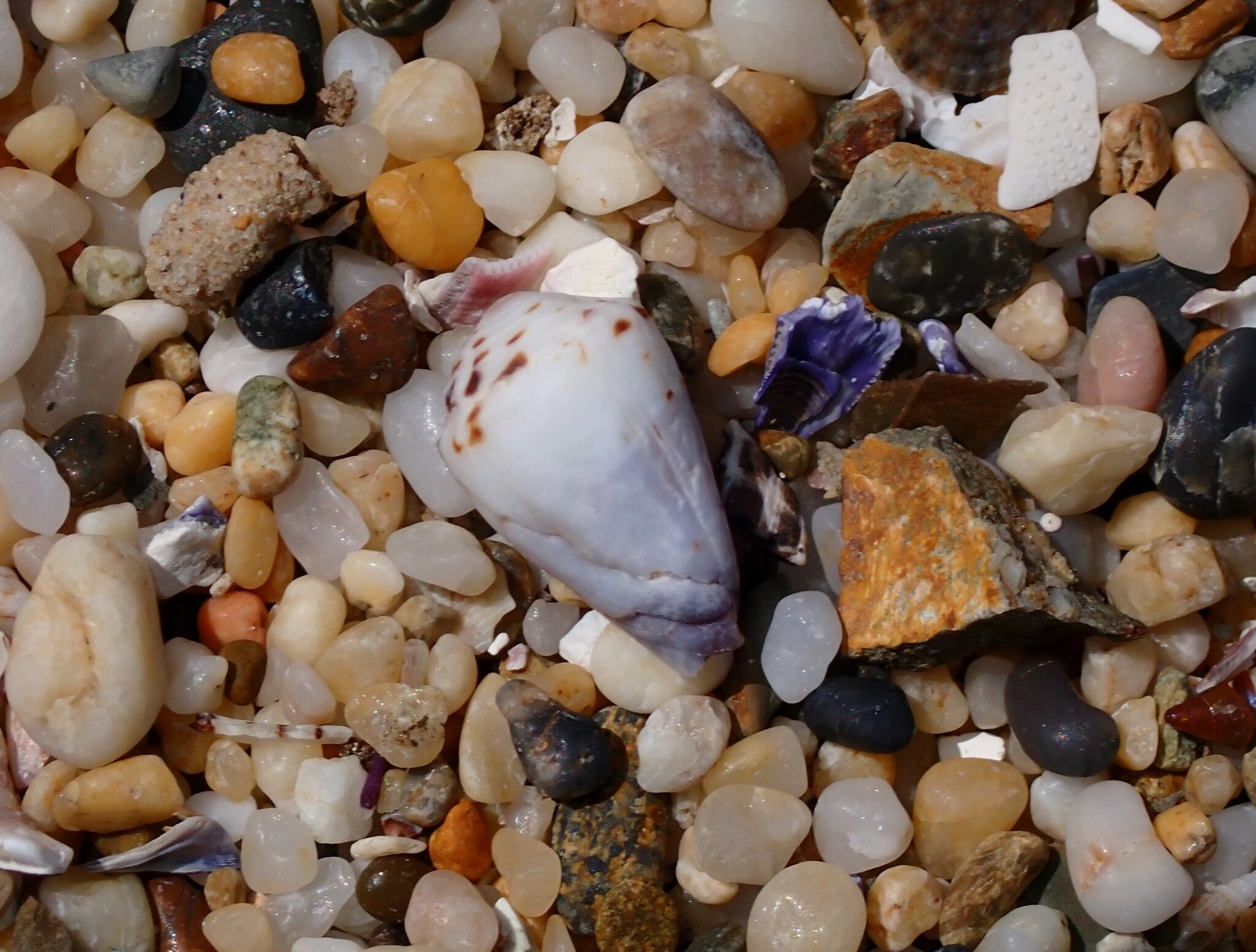 Conus musicus Hwass, 1792