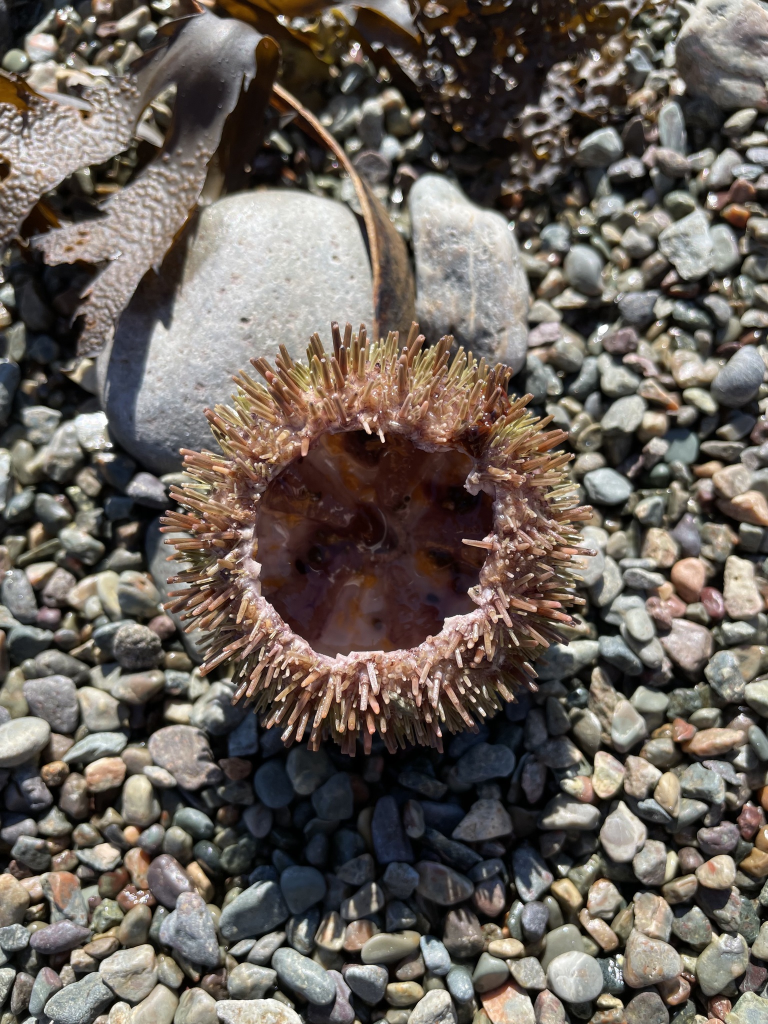 Strongylocentrotus droebachiensis (O.F.Müller, 1776)