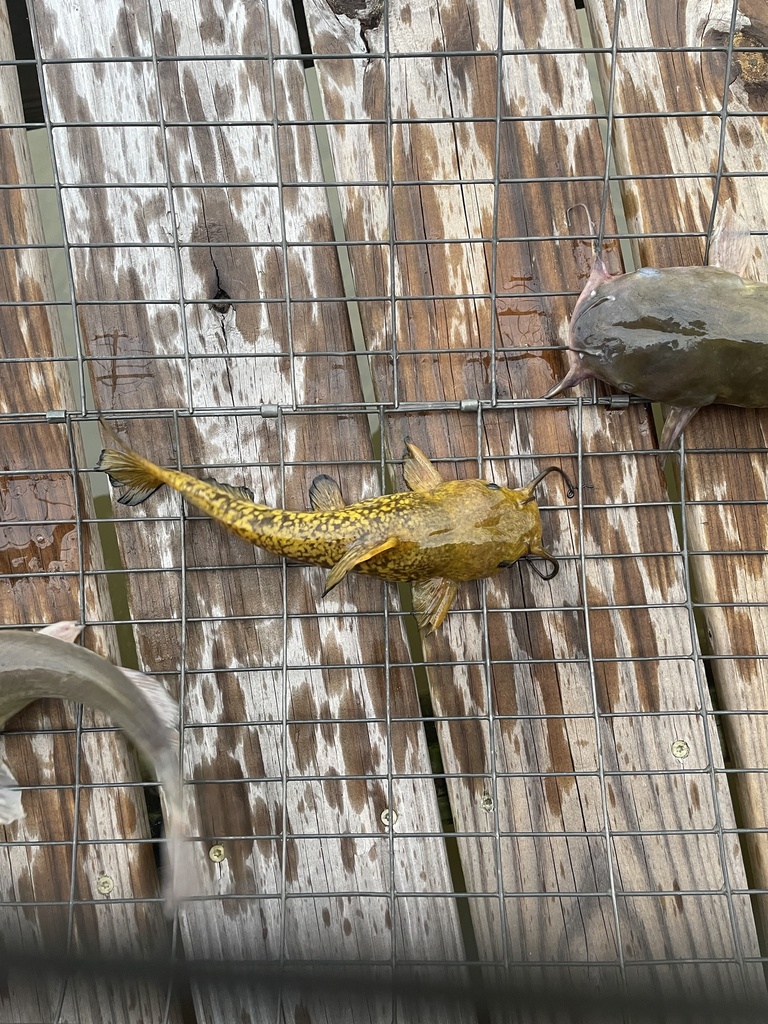 Spotted Bullhead from Walter F George Reservoir, Eufaula, AL, US on ...