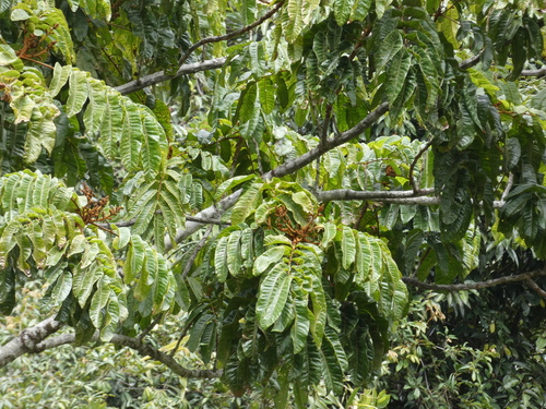 Australian Tamarind (Diploglottis cunninghamii) · iNaturalist