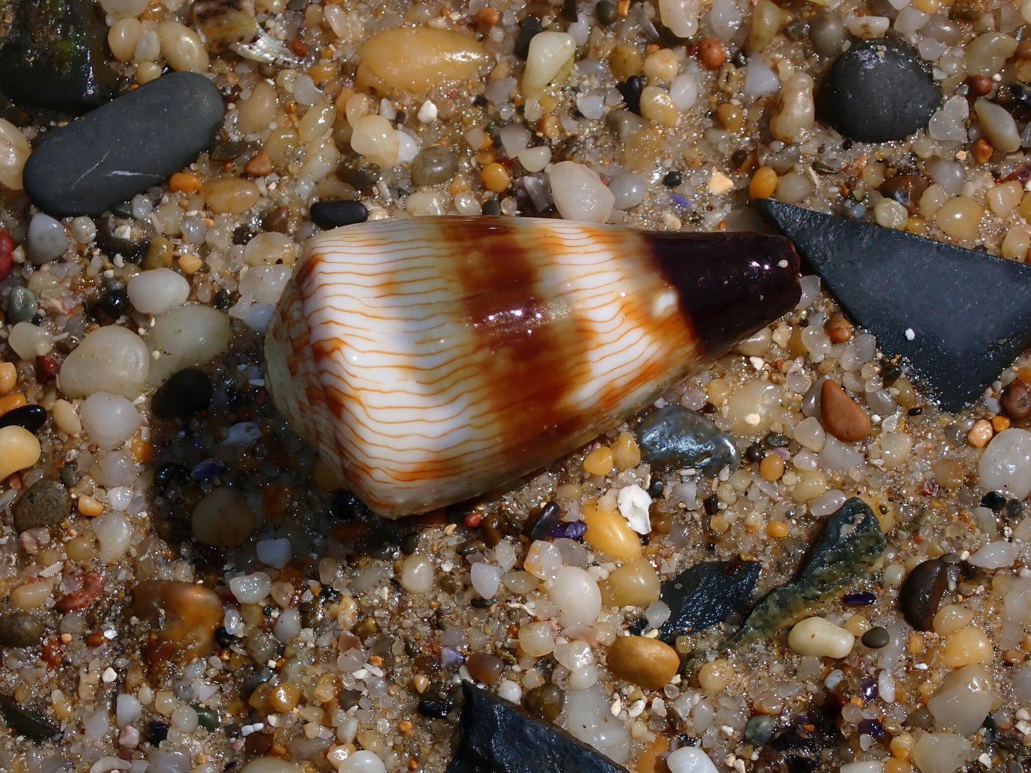 Conus miles Linnaeus, 1758